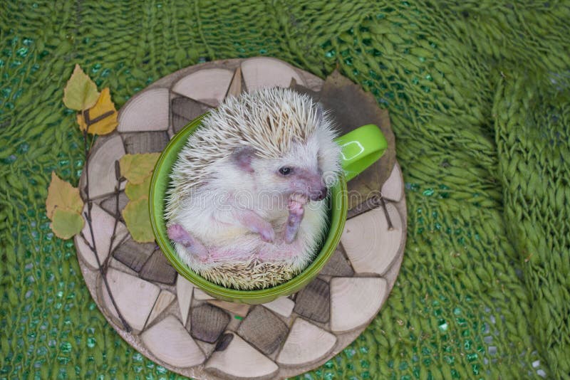 The Concept of Tea Drinking. Decorative Pets Close-up Stock Photo ...