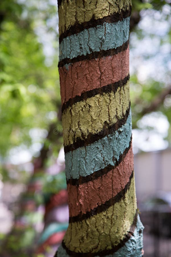 Concept Thinking Out of the Box Coloured Tree Trunks Stock Image ...
