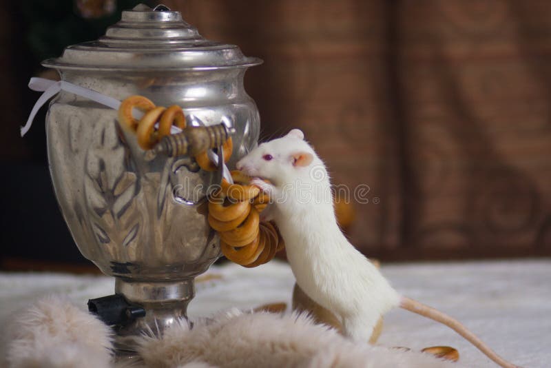 The Concept of Tea Drinking. Newborn Rats Lie in a Cup Stock Image ...