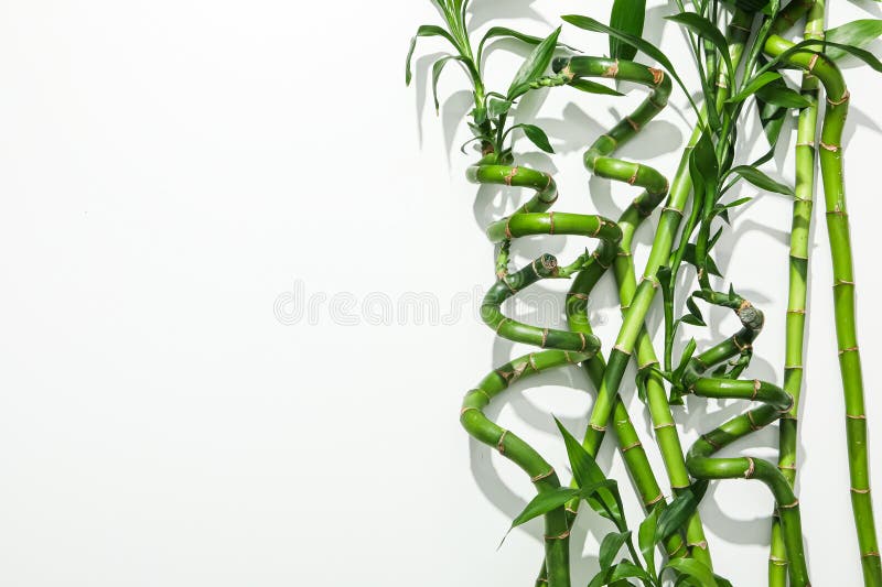 Concept of Tropical and Summer Plant - Bamboo Stock Photo - Image of ...