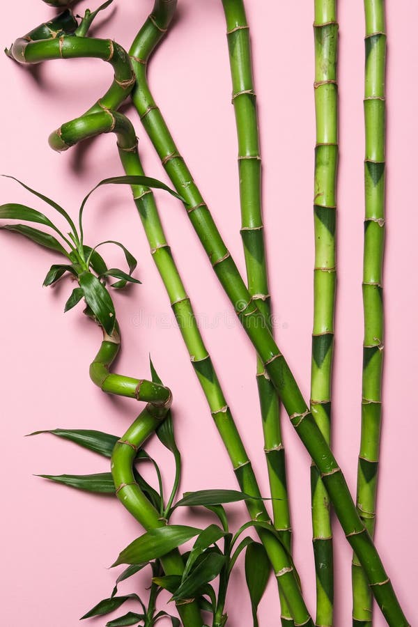 Concept of Tropical and Summer Plant - Bamboo Stock Image - Image of ...