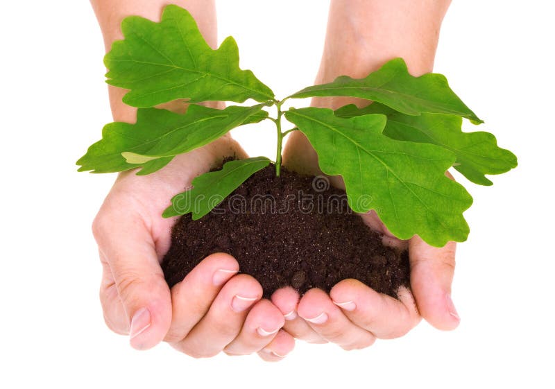 Concept of a Young Oak Tree in Woman Hands Stock Image - Image of live ...