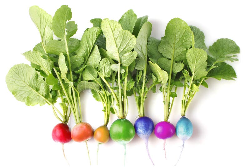 Radis violet sur le blanc photo stock. Image du violet - 3059454