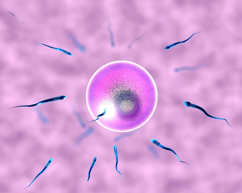 Conception Ovule And Sperm Stock Images - Image: 34219034