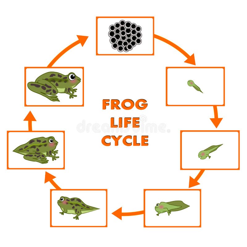 Concepto Del Ciclo De Vida De La Rana Stock de ilustración ...