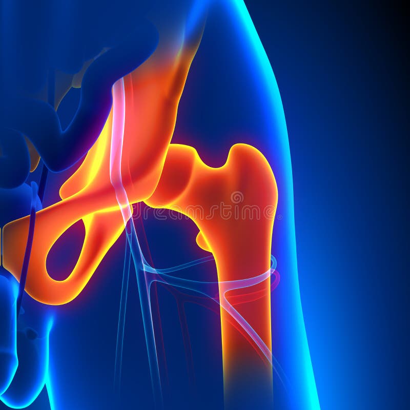 Cadera/isquion/pubis/sacro/Ilium - Huesos De La Anatomía Stock de ...