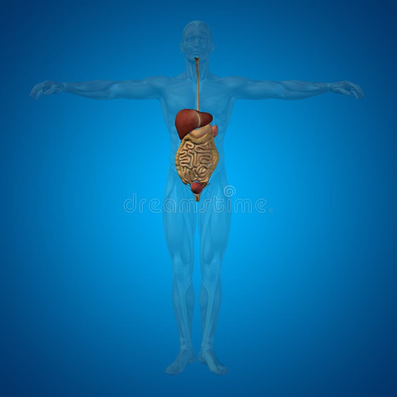 Conceptual Anatomical Human or Man 3D Digestive System Stock ...