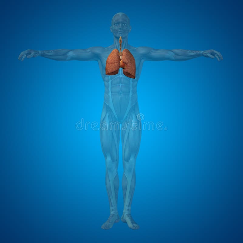 Conceptual Anatomical Human or Man 3D Respiratory System Stock ...