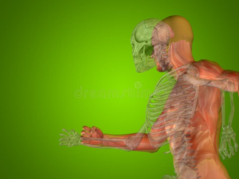 Conceptual Anatomy Human Body on Green Stock Illustration ...