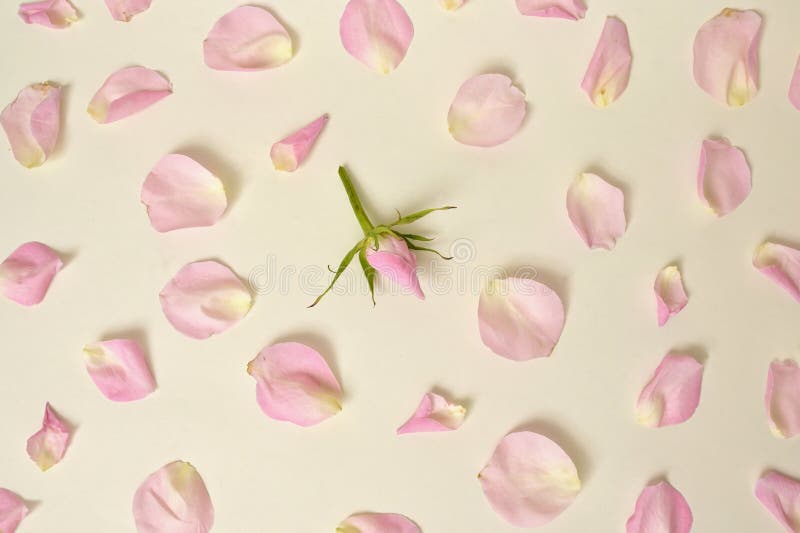 Conceptual Background with Pink Rose Stock Photo - Image of pattern ...