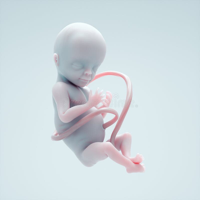 Conceptual Image of a Fetus. Fertility and Science Concept Stock ...
