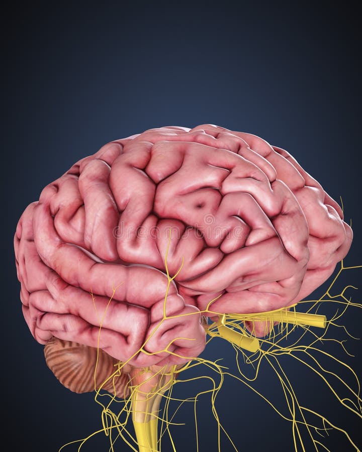 Human brain with nerves. stock illustration. Illustration of biomedical ...