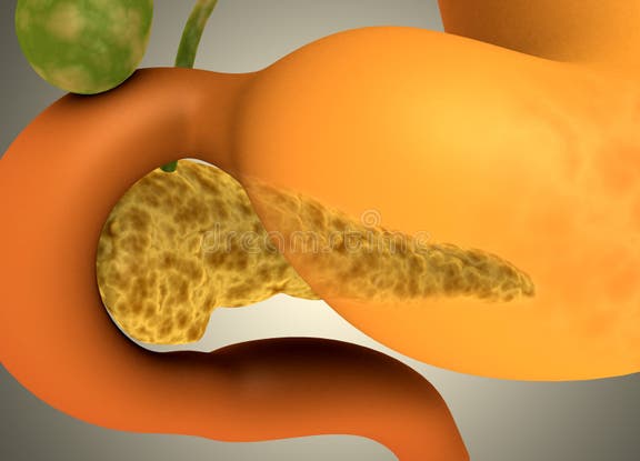 Conceptual Image of Human Pancreas and Stomach. Stock Illustration ...