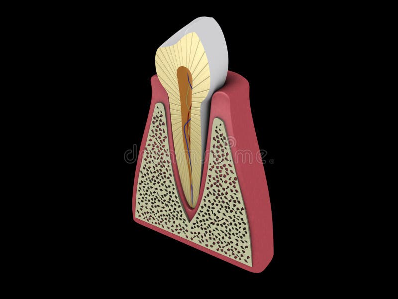 Conceptual Image of Human Tooth. Stock Illustration - Illustration of ...