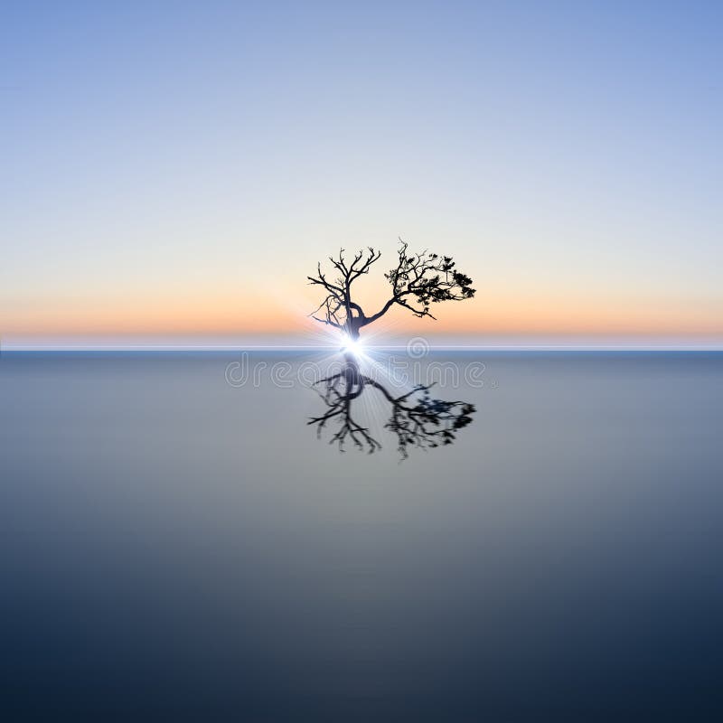 Conceptual Image of Single Tree in Still Water with Sunburst Stock ...