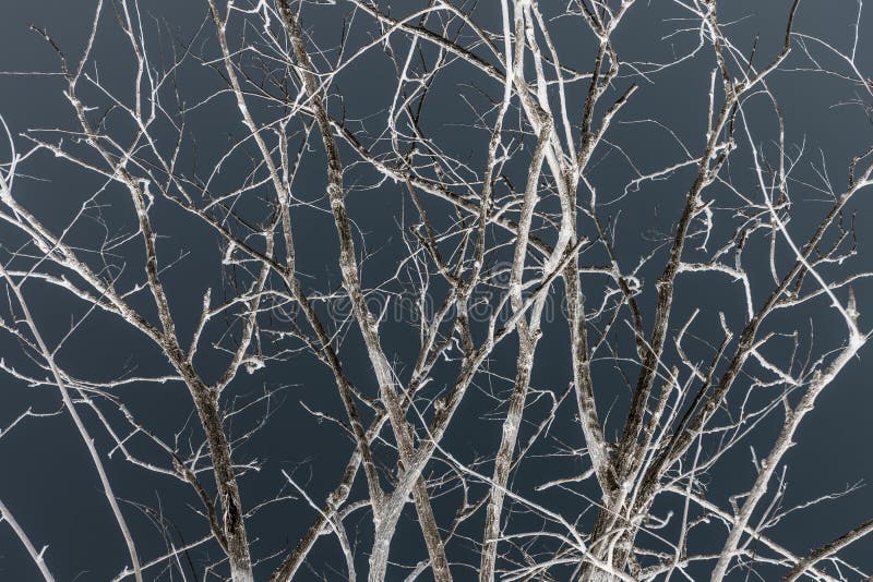 Tree Branches in Dark Night Stock Photo - Image of limb, dark: 29895342