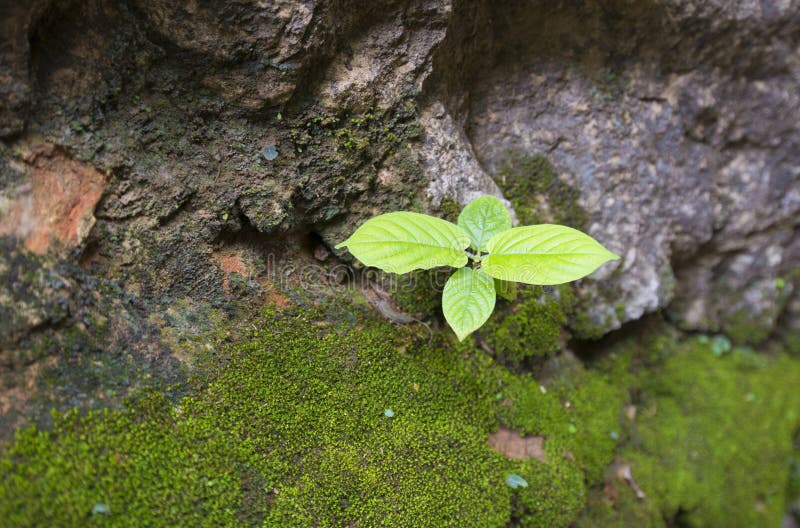 Conceptual Image of Trees that are Born and Grow in Their Natural ...