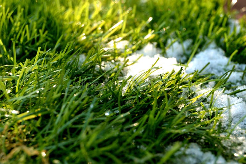 Conceptual Photo of Spring Going after Winter. Grass Growing through ...
