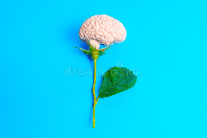 Conceptual Rose with Human Brain Stock Photo - Image of care, emotion ...