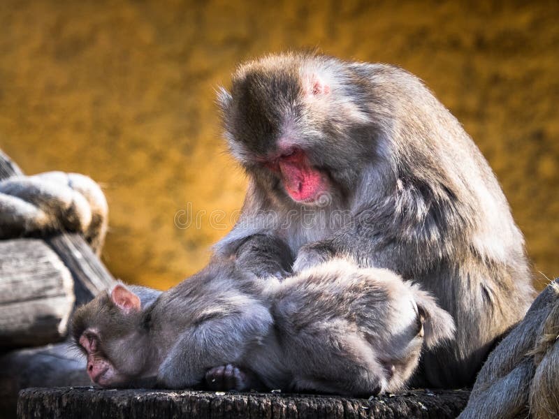 Concern stock image. Image of nostrils, hair, pink, eyes - 79845885