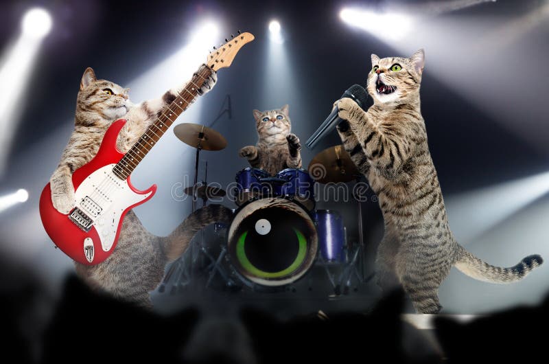 Concert of cats musicians stock photo. Image of cats - 101469672