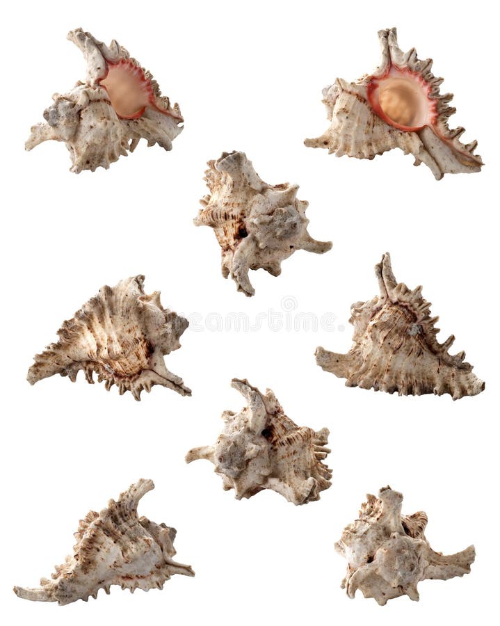 Conch - One of Eight Buddhist Sacred Symbols Stock Image - Image of ...