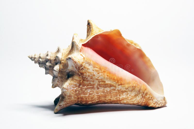 Conch Shell Lord Of The Flies