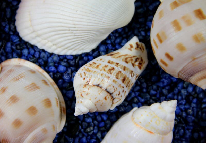 Conch stock image. Image of macro, conchology, close - 16690525