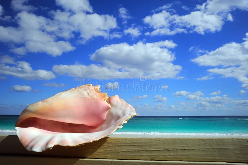 Queen Conch Shell stock photo. Image of vacation, shell - 6041474
