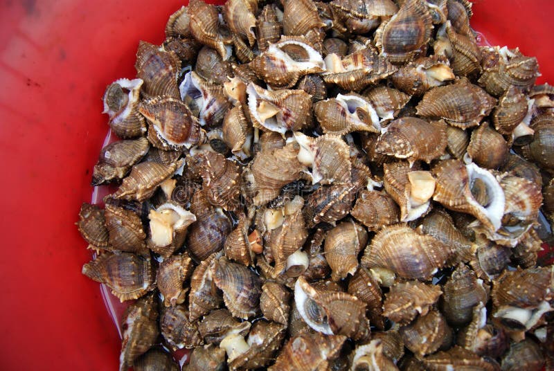 Conch stock image. Image of like, marine, fragrance, sell - 18792711