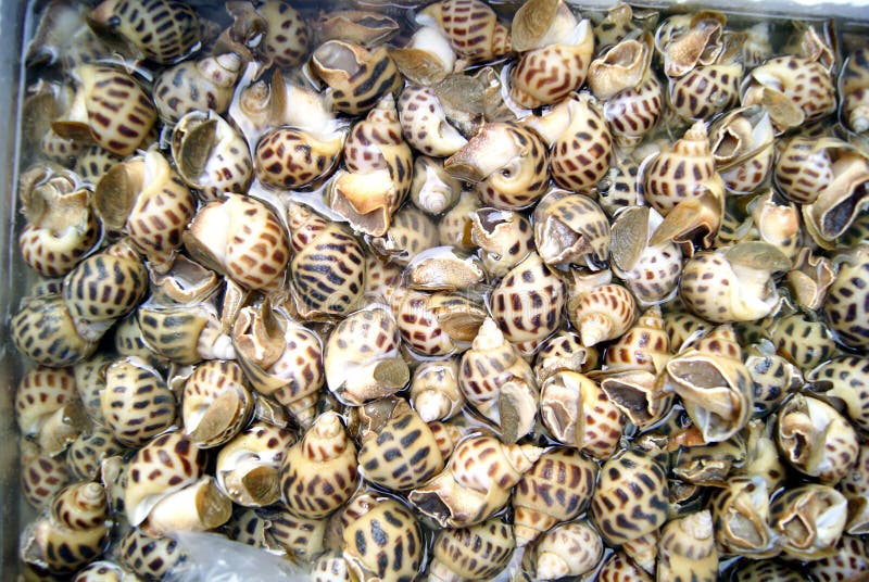 Conch stock image. Image of cooking, sell, kitchen, animals - 21782217