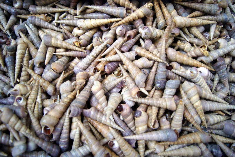 Conch stock photo. Image of kitchen, cooking, marine - 24635448