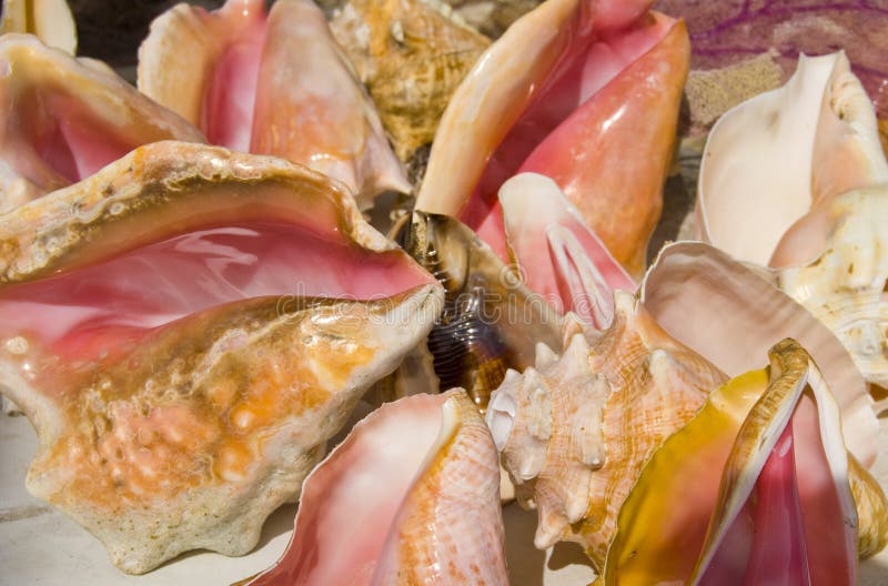 Conch stock image. Image of pacific, pink, marine, conk - 5598617