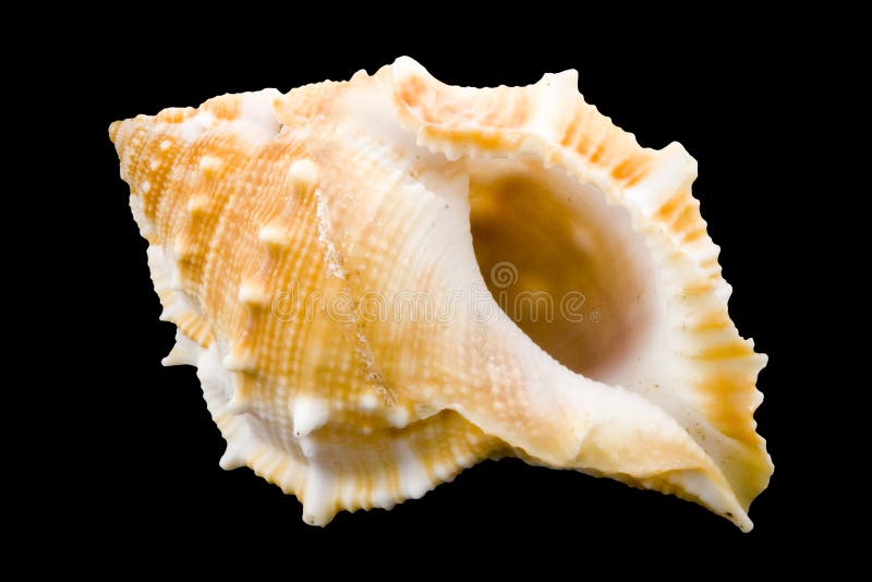 Conch Picture. Image: 5475272