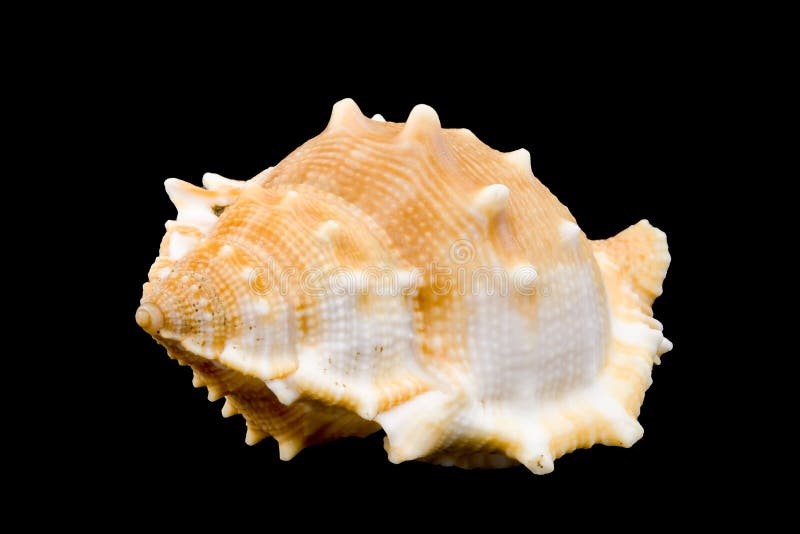 Conch Picture. Image: 5475272