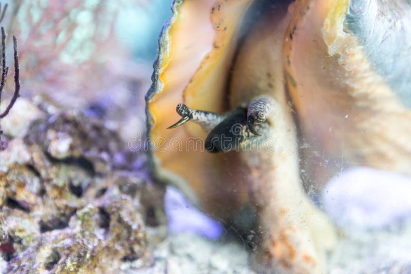 Conch, alive in shell stock image. Image of beach, vacation - 108730755