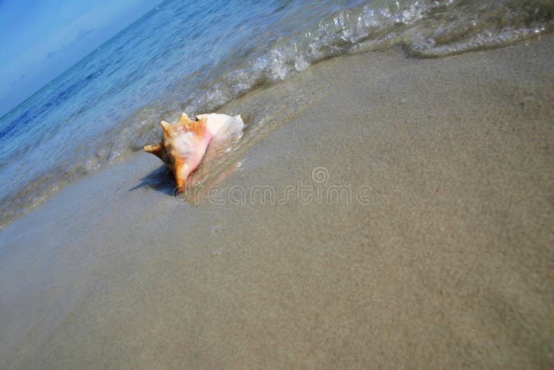 Beach Conch stock image. Image of ocean, caribbean, paradise - 239393