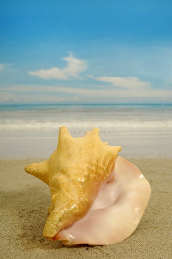 Conch shell on beach stock photo. Image of sand, biology - 5294424