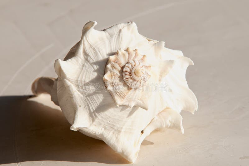 Conch on the beach, Mexico stock image. Image of resort - 213082929