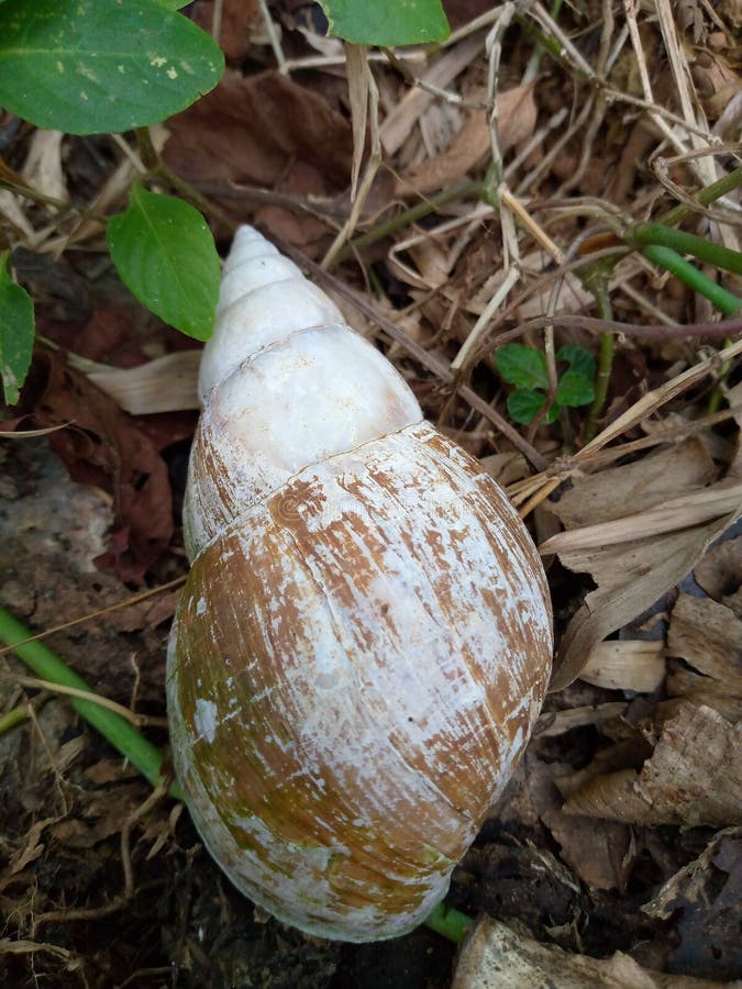 A Conch and a Big Hard Shell Stock Photo - Image of large, shell: 267893920