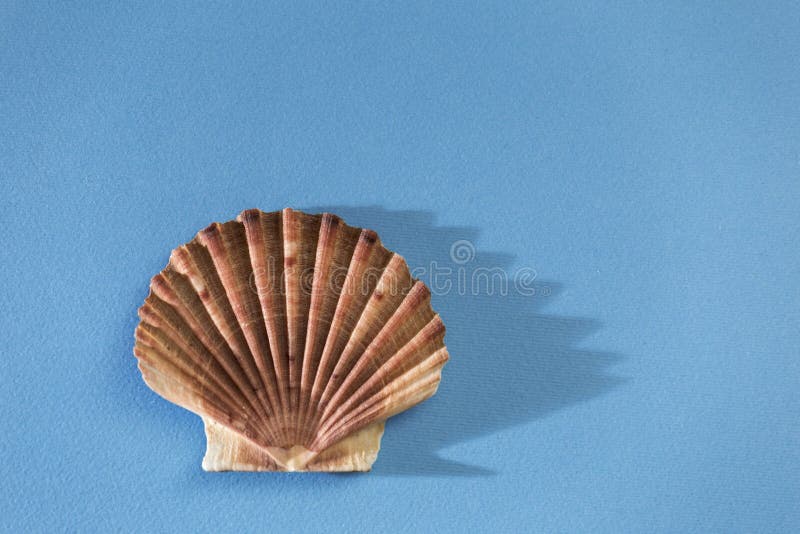 Conch on blue background stock image. Image of summer - 144434225