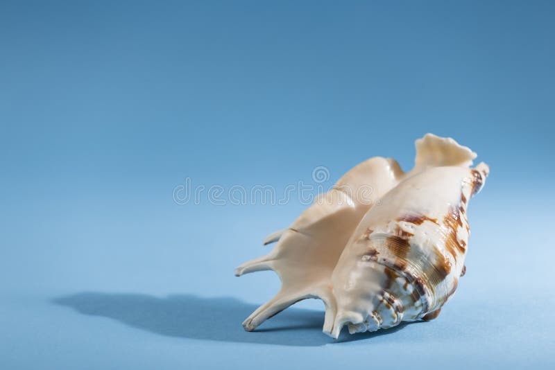 Conch on blue background stock photo. Image of carapace - 144434032
