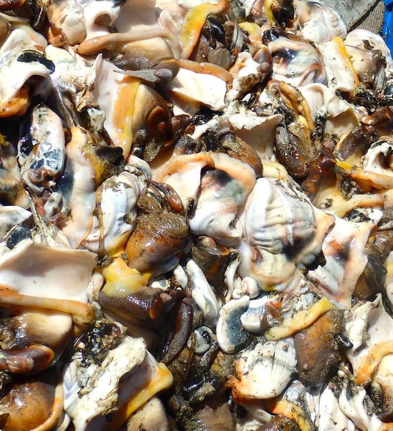 Conch in the caribbean stock image. Image of meat, uncleaned - 65987923