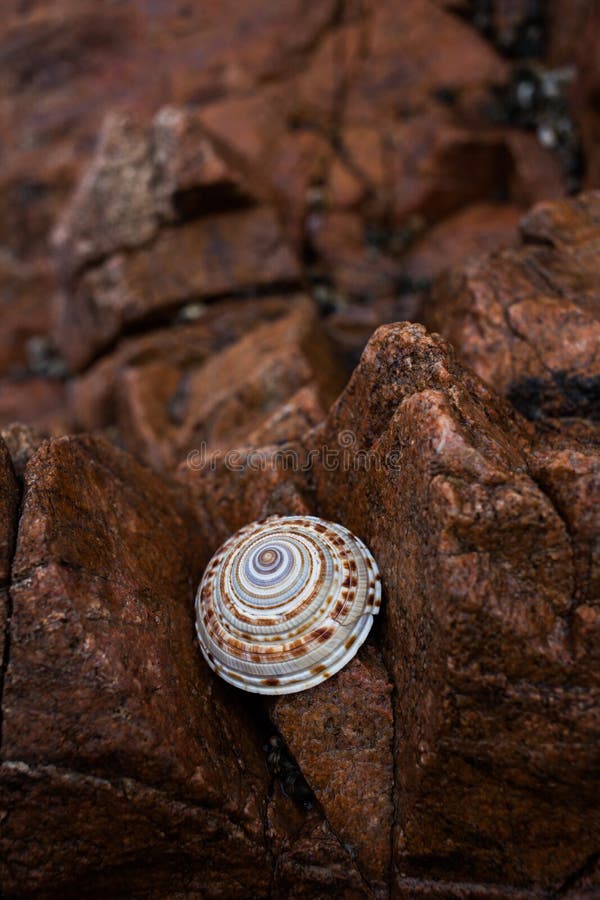 Shell on coast stock image. Image of asia, major, india - 188680131