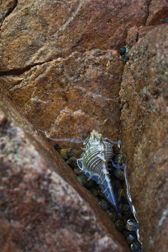 Shell on coast stock photo. Image of lightning, creature - 188680140