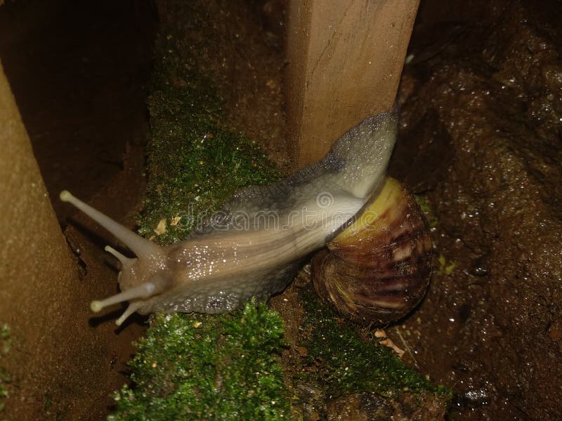 This Conch Continues To Walk with the Role he Walks Stock Image - Image ...