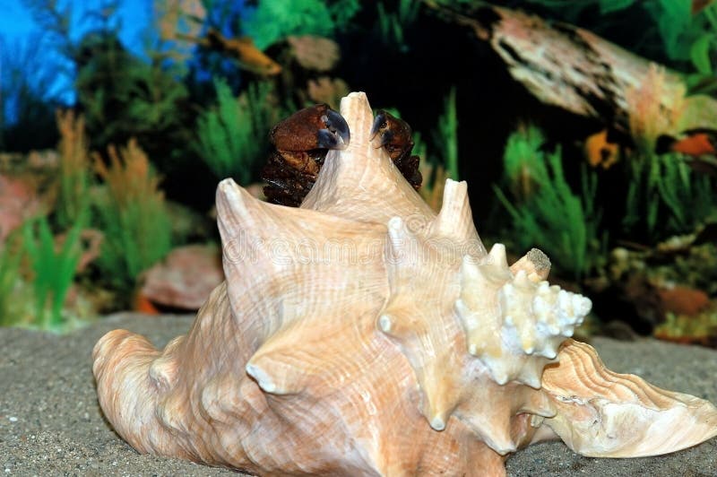 Conch With Crab stock photo. Image of shells, shell, conch - 1925308
