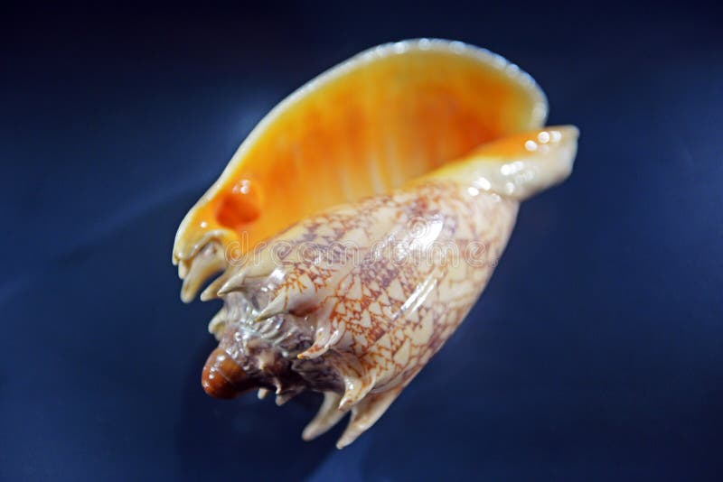 Conch from deep ocean stock photo. Image of artifact - 105682400