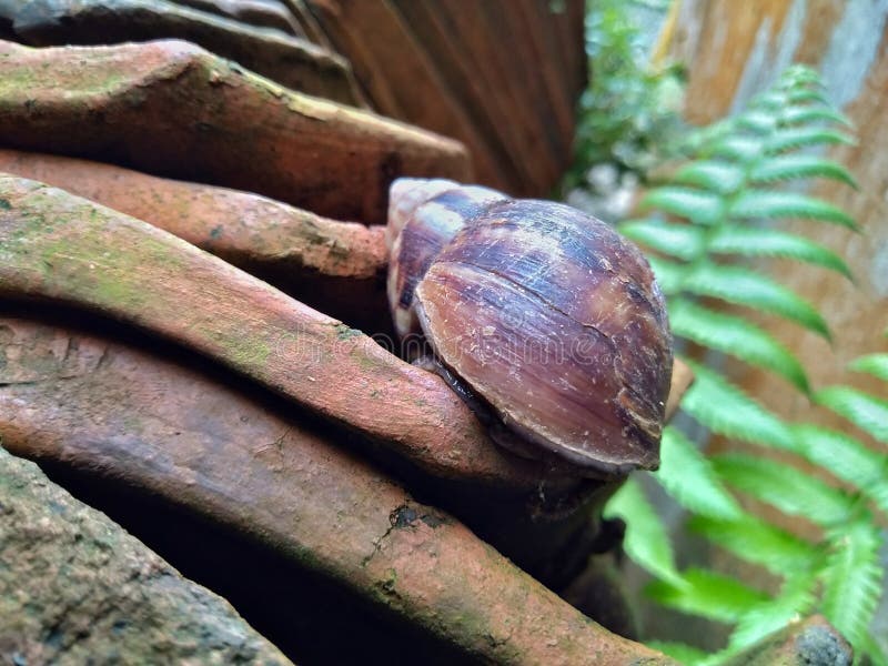 Conch or duck stock image. Image of vegetable, tree - 263476901