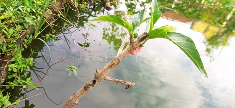 Conch Eggs on the Trunk of a Noni Tree on a Clear River Stock Image ...